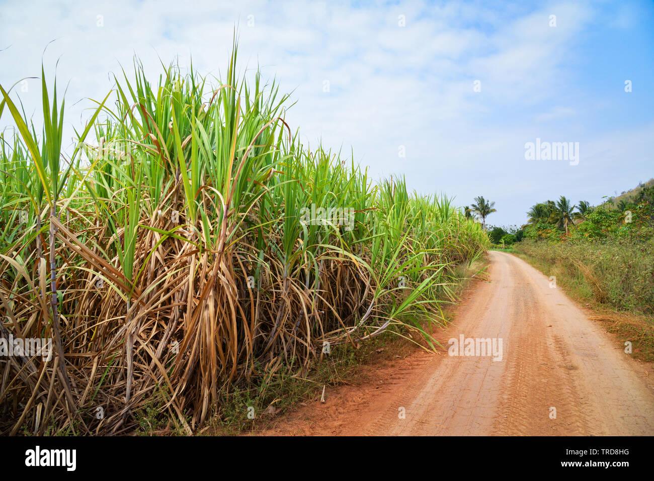 Sugar cane tree growing in the sugarcane field farm with blue sky and ...