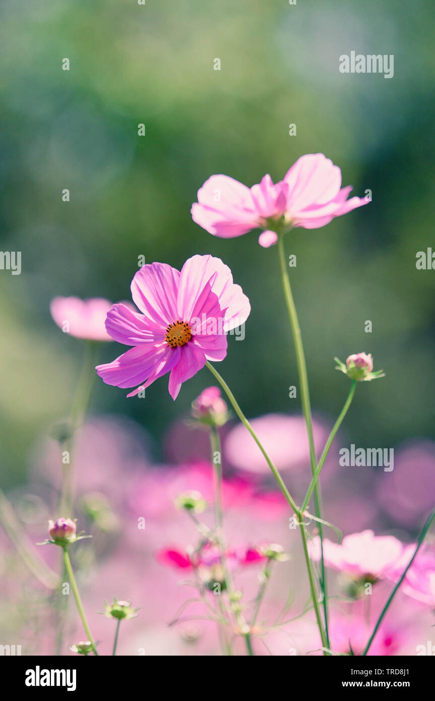 Spring cosmos flower pink blooming in the garden colorful field ...