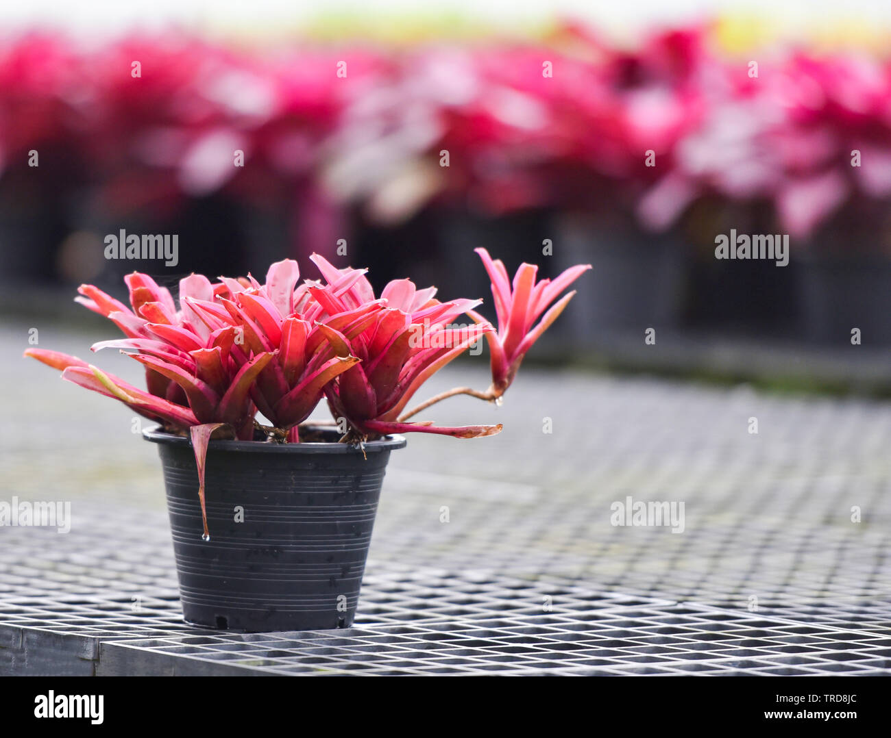 Red leaves of bromeliad flower plant in pot in the garden bromeliad ...