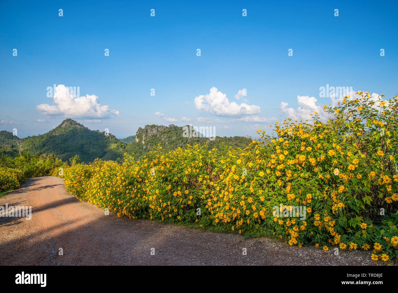 Landscape Thailand beautiful mountain scenery view on hill with tree ...