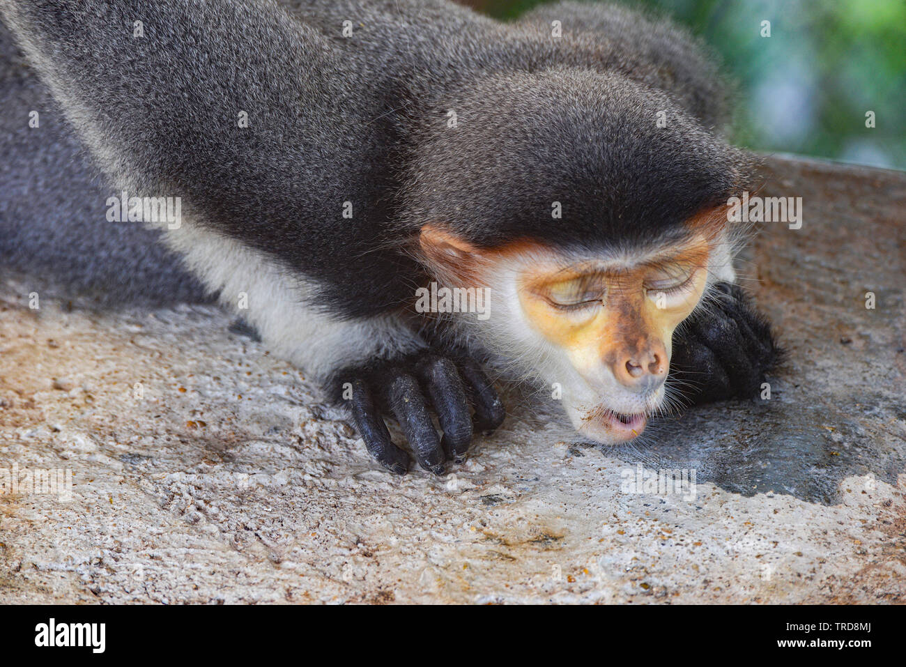 Red-shanked douc lying and relax on farm zoo in the national park ...