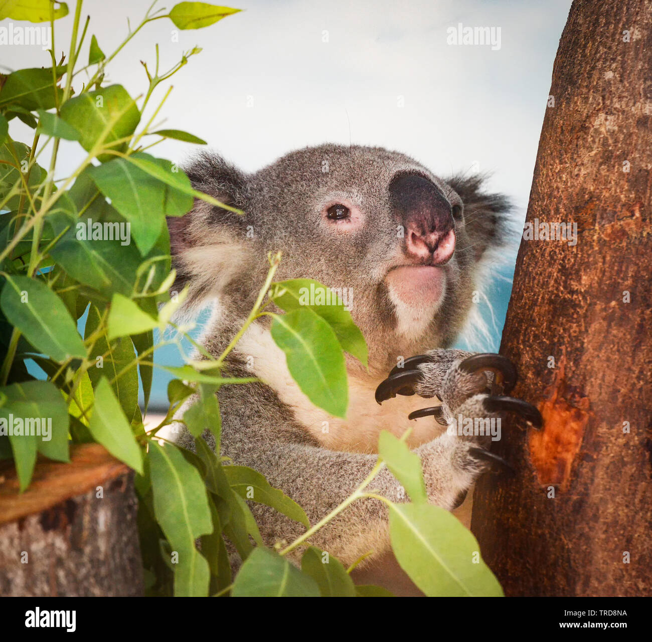Cuddly eucalyptus leaves hi-res stock photography and images - Alamy