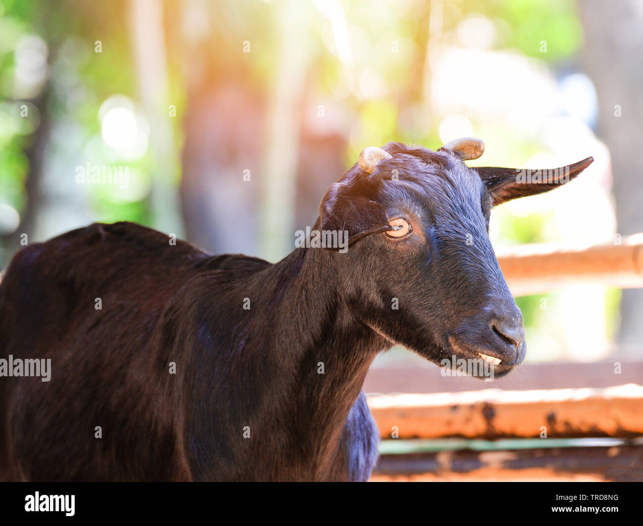 Goat funny / black goat standing in the farm Stock Photo - Alamy