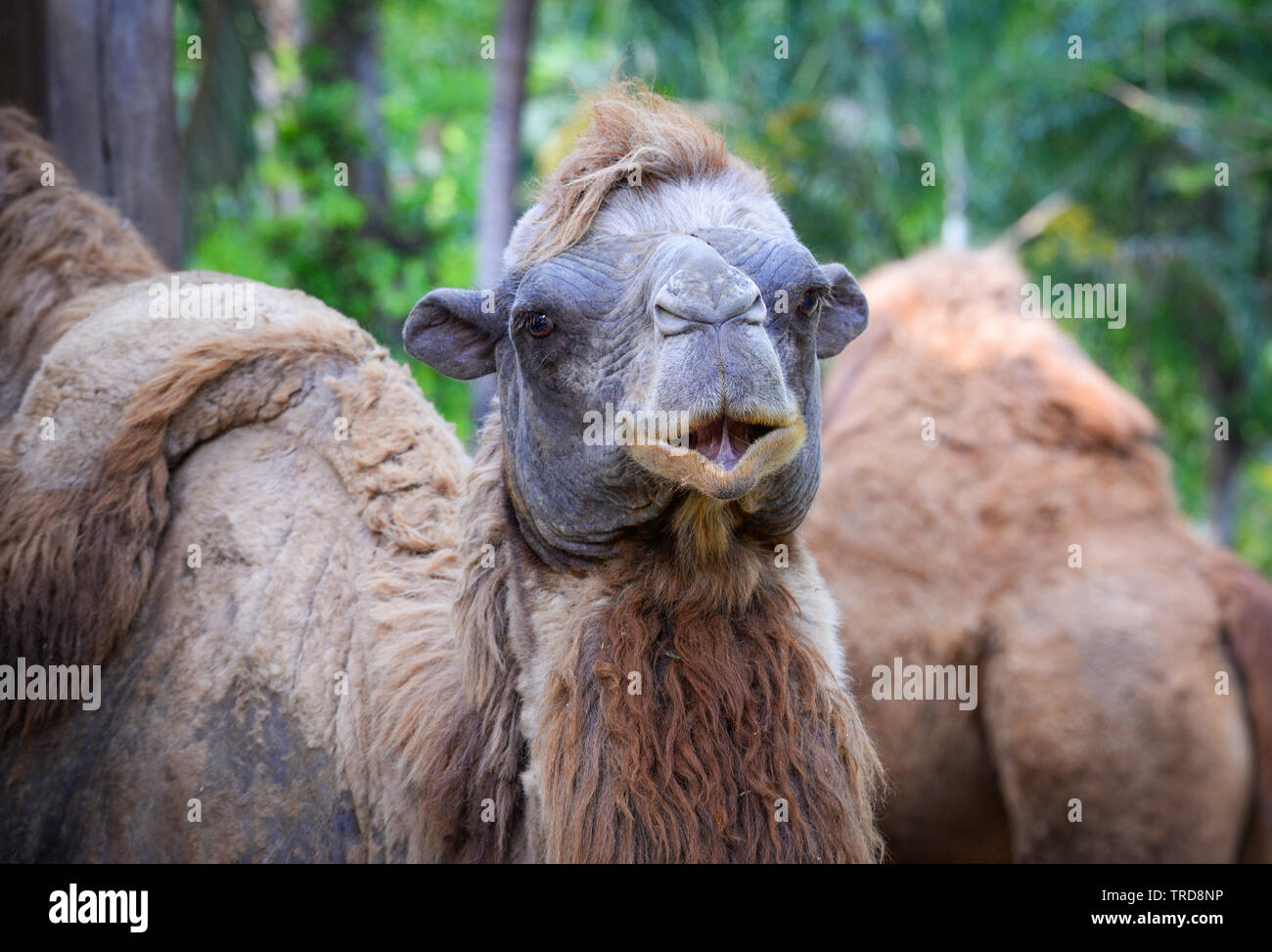 Bactrian camel hi-res stock photography and images - Alamy
