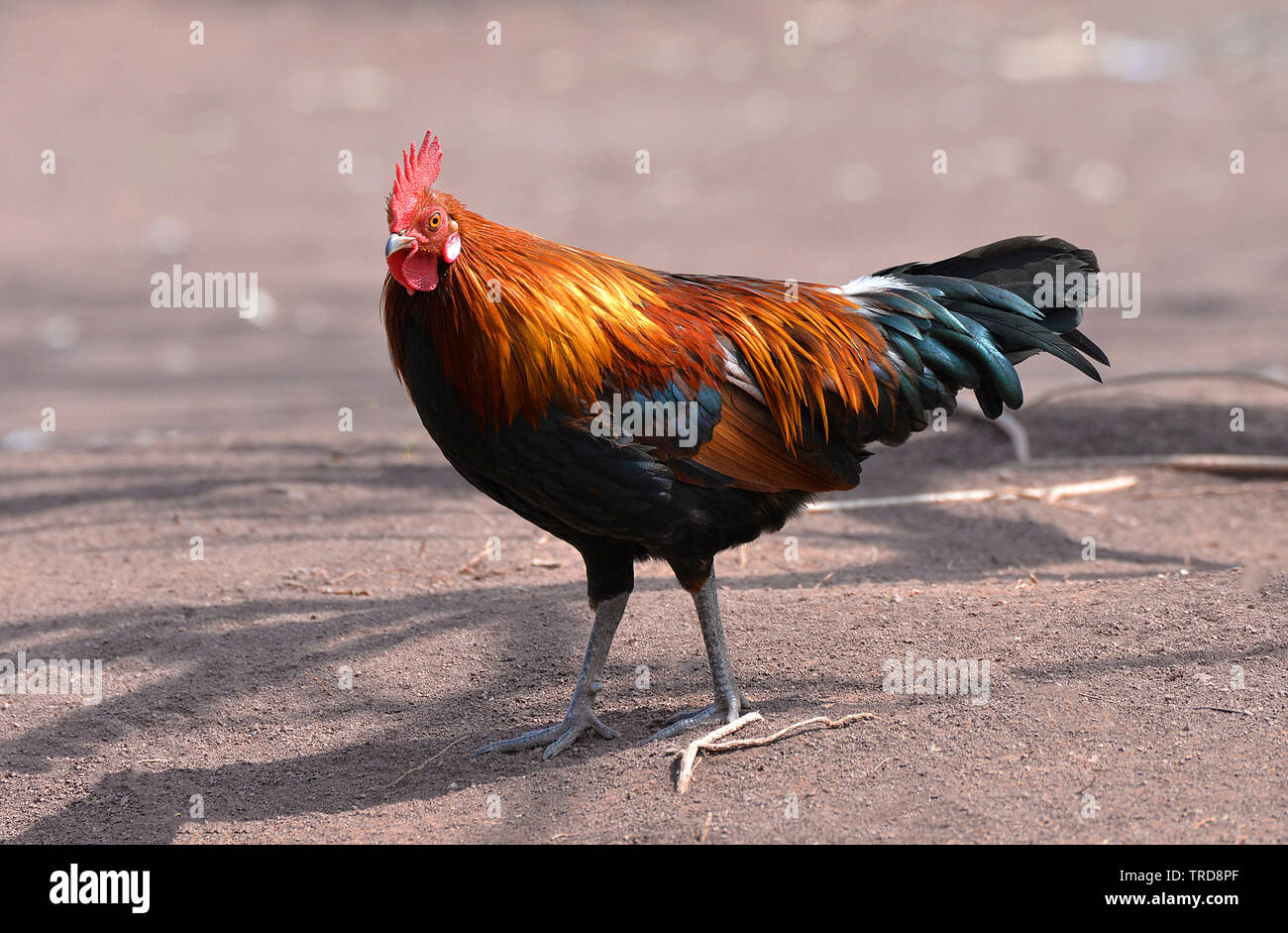 Rooster bantam crows chicken colorful red on field natural background ...