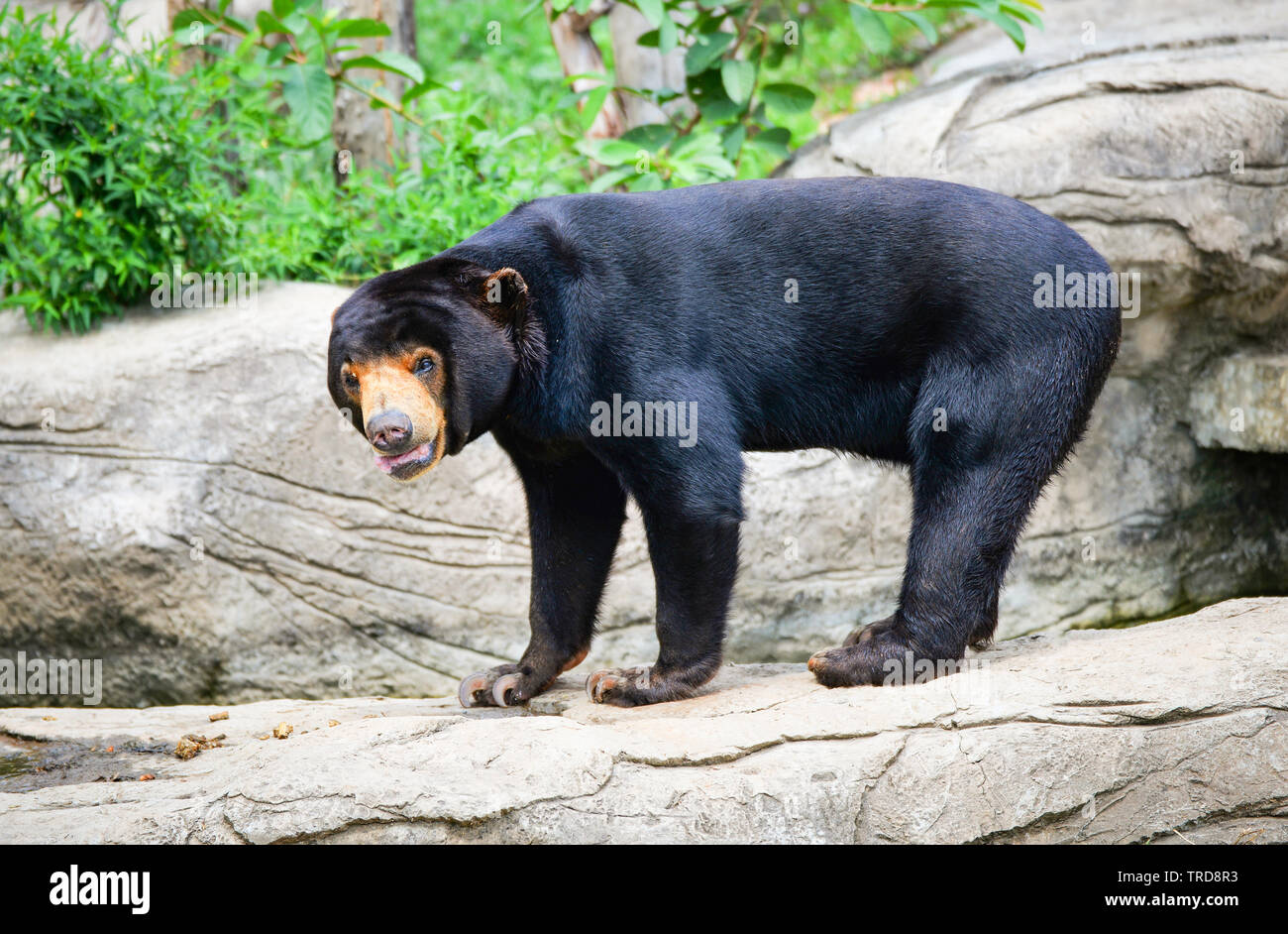 Malayan sun bear life near the water pool in the national park Stock ...