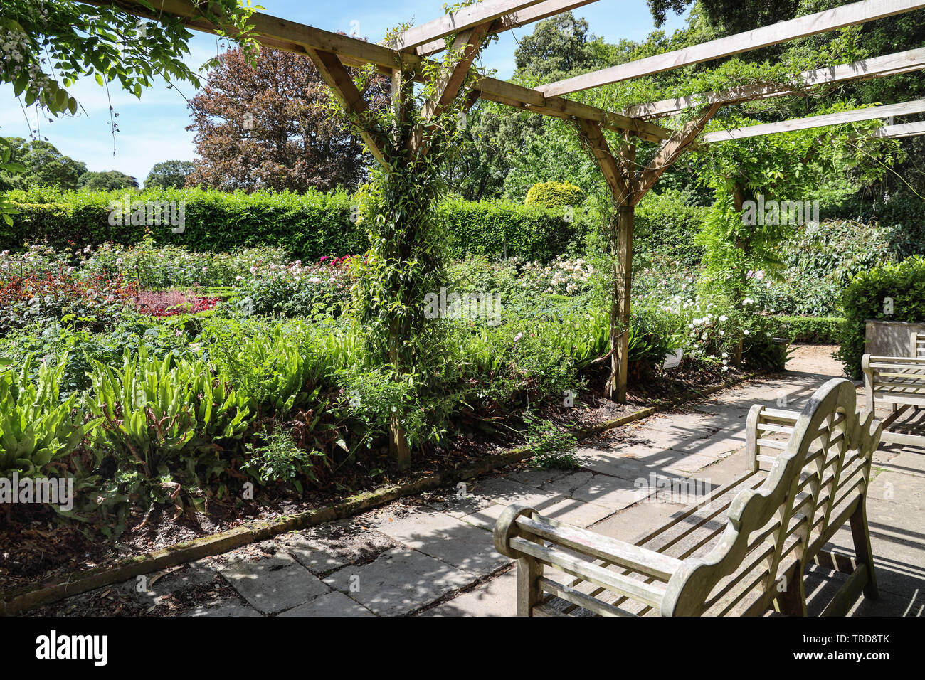 The Rose Garden at Mount Edgcumbe Park Cornwall, from the seating under ...