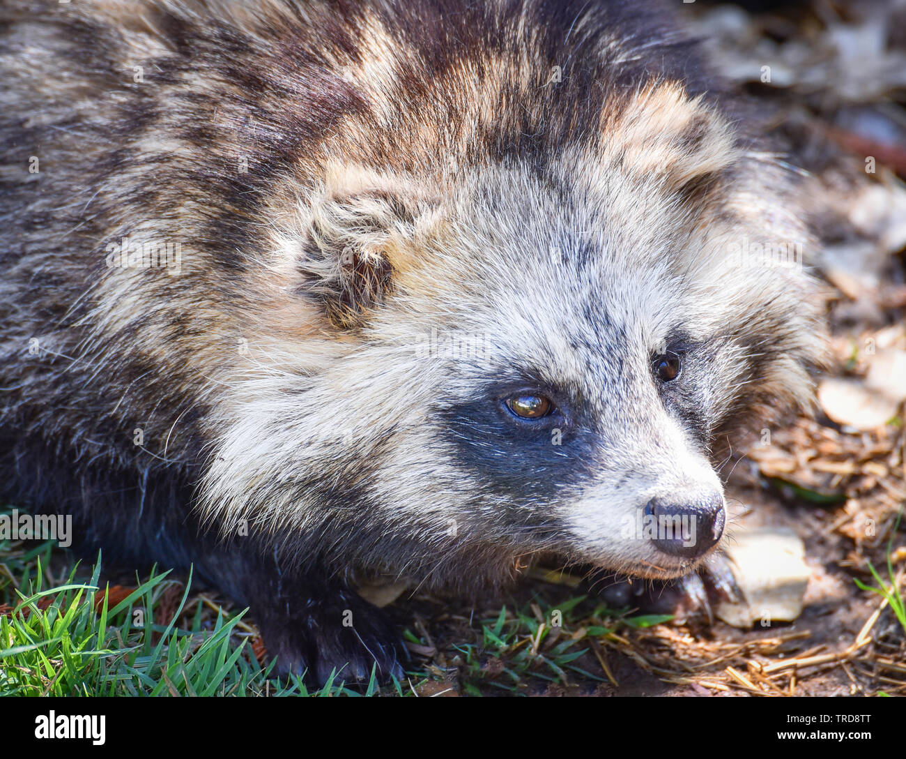 Japanese raccoon dog sitting in the grass / tanuki animal - Nyctereutes ...