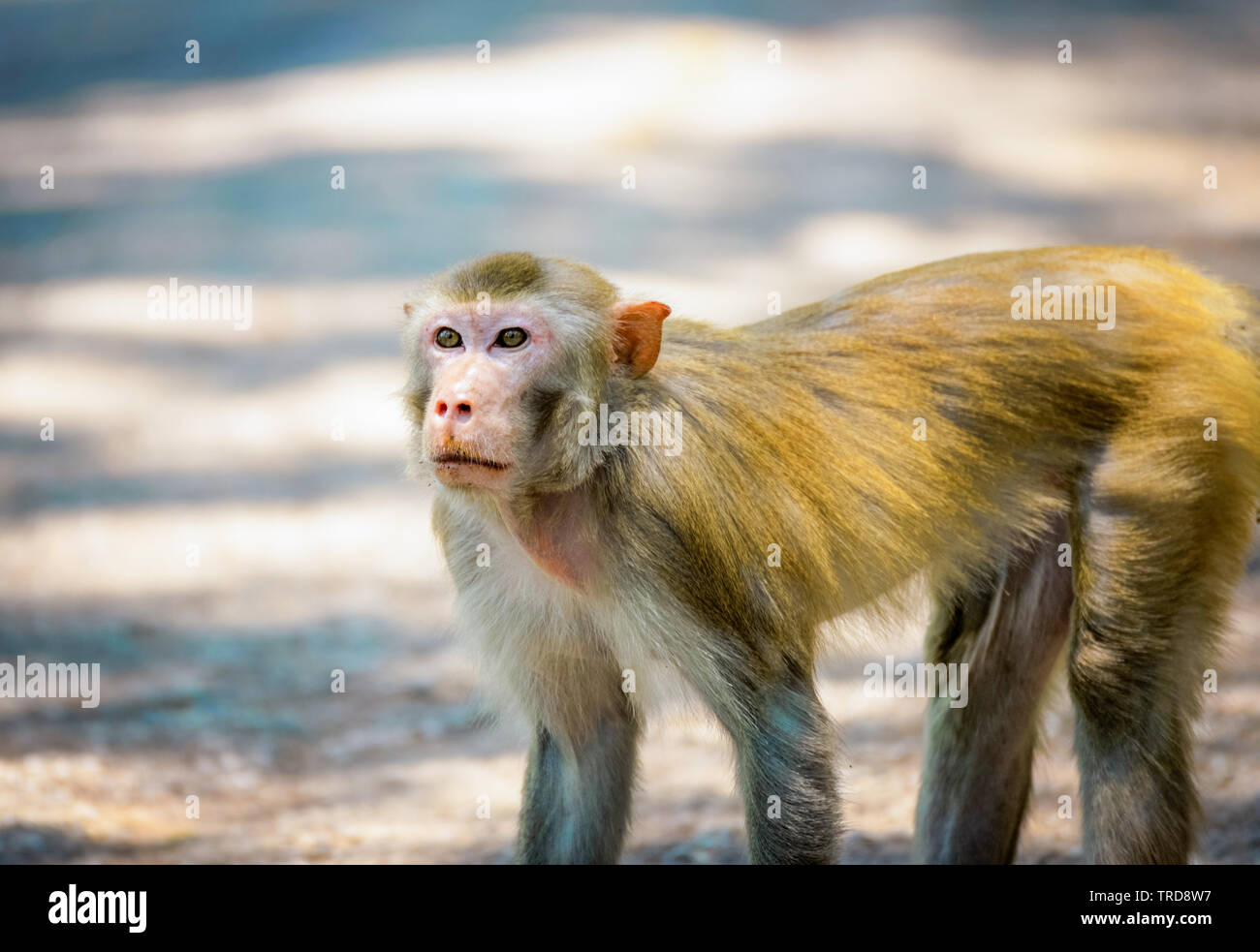 Asia monkey walking on nature in the national park Stock Photo - Alamy
