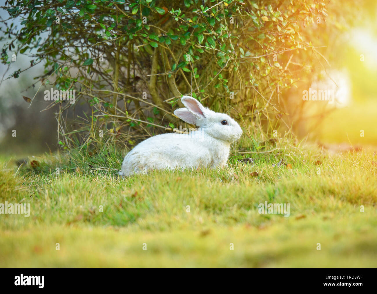 White rabbit on garden spring grass green background - the bunny on ...