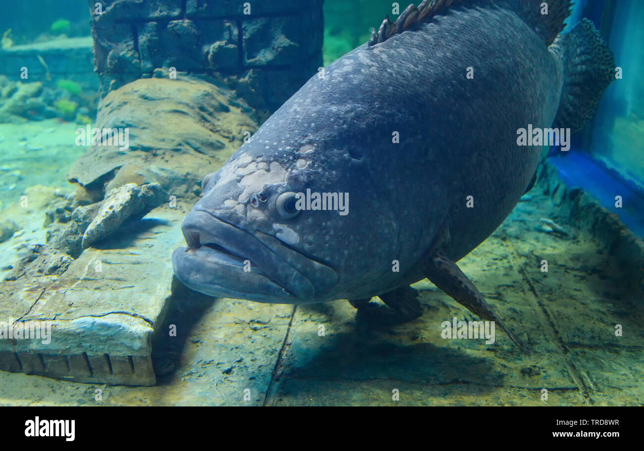 Grouper fish / Dragon giant grouper swimming marine life underwater ...