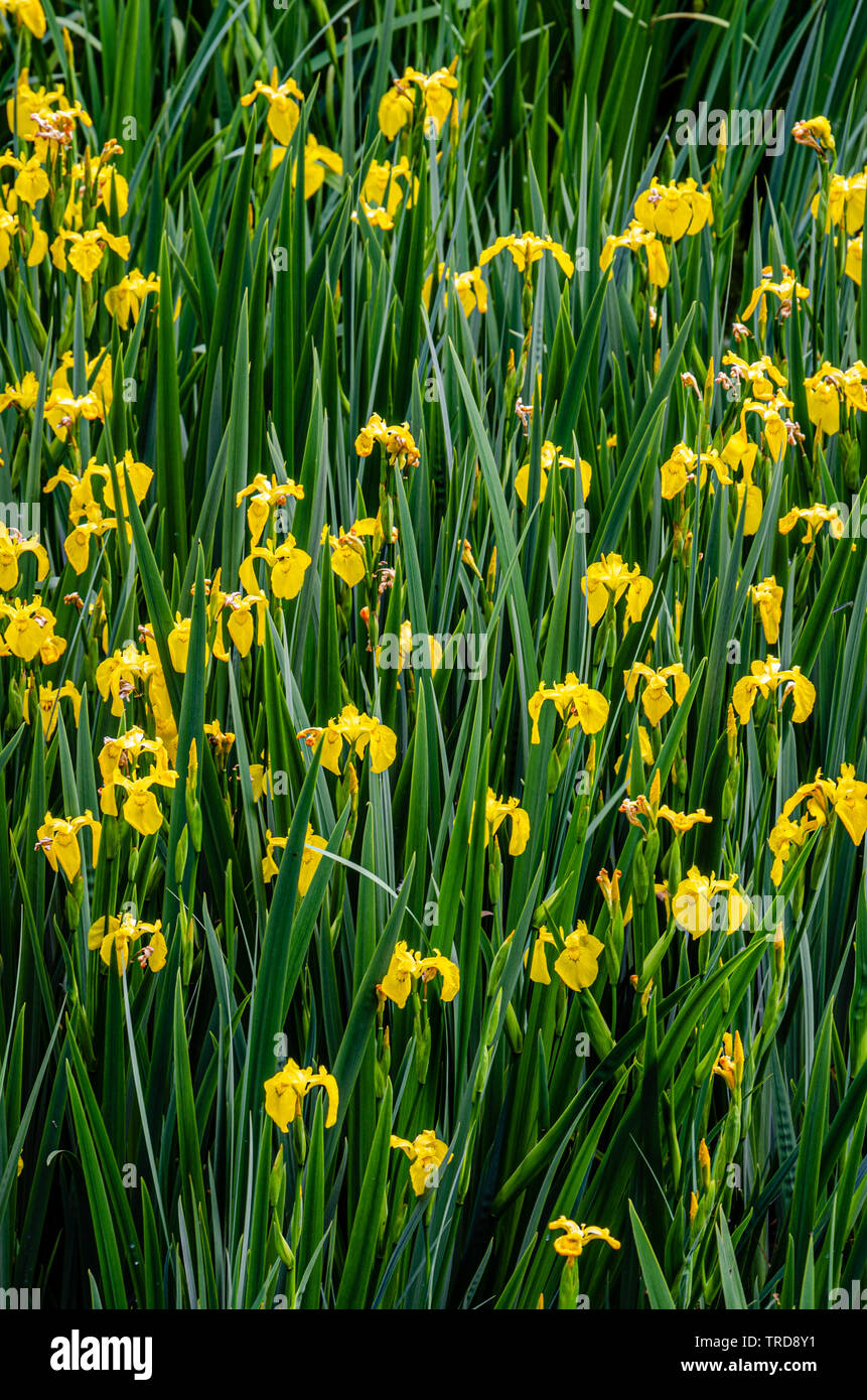 Invasive Yellow Iris In The Little Spokane River Natural Area Stock ...