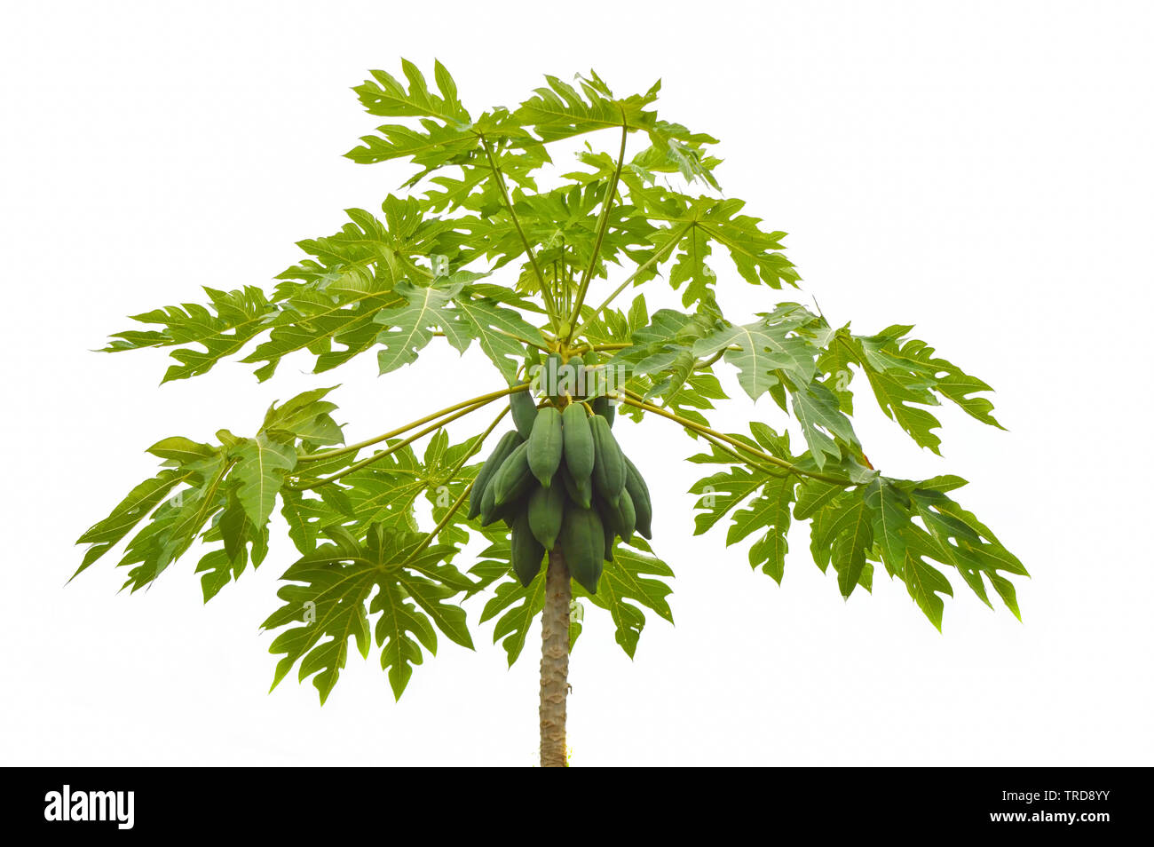 Papaya fruit carica papaya growing Cut Out Stock Images & Pictures - Alamy
