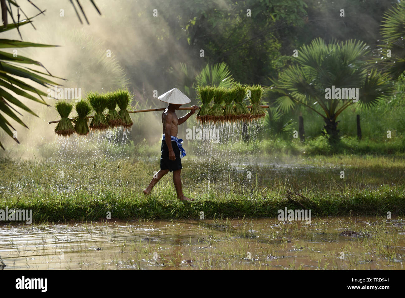 Asia farmer holding rice plant on shoulder walking in rice field / Man ...