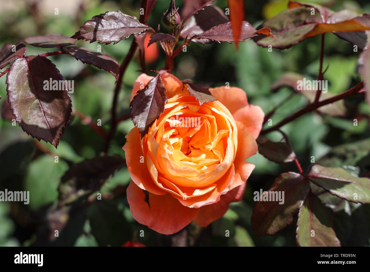 Peninsula park rose garden hi-res stock photography and images - Alamy