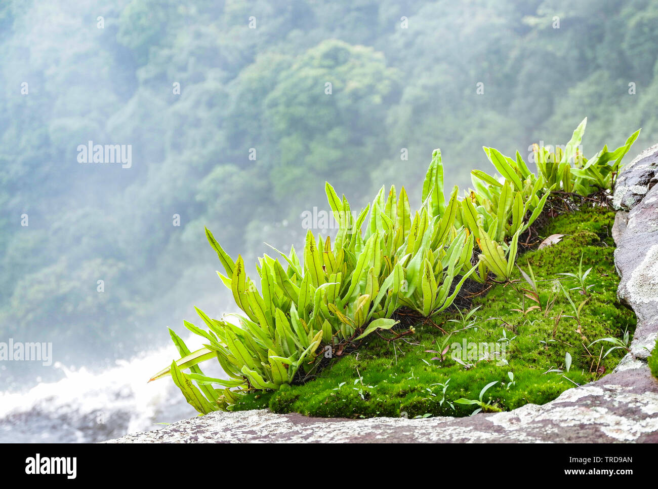 Green plant fern growing on moss on the rock stone in the cliff high ...