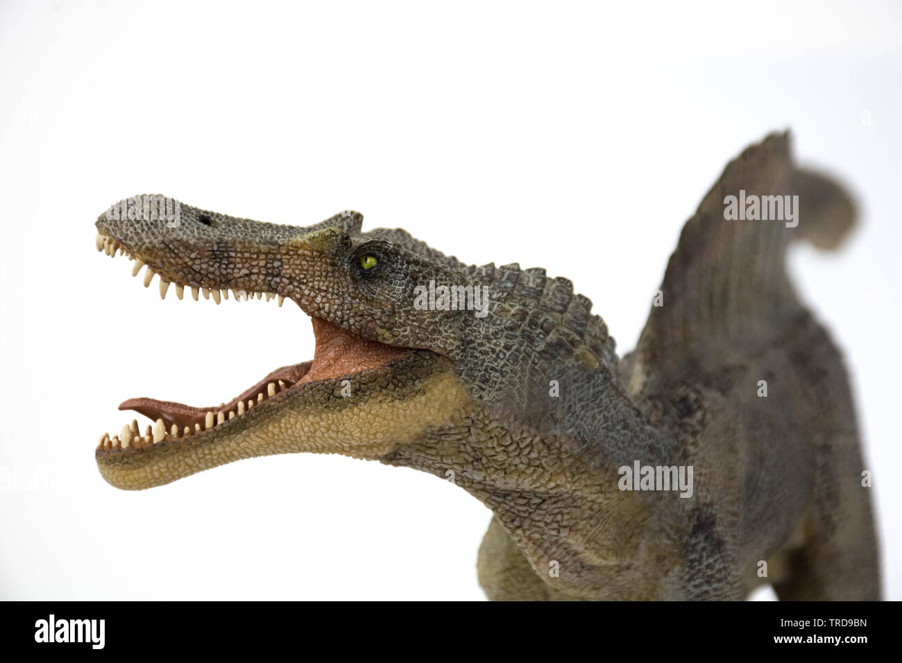 Allosaurus isolated on white background Stock Photo - Alamy