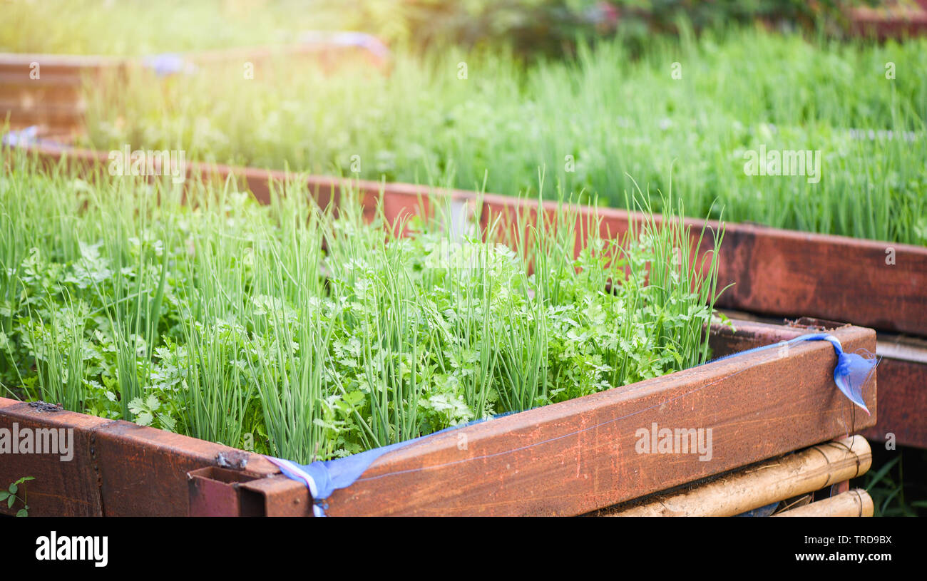 Planting coriander and scallion or spring onion growing in pot ...