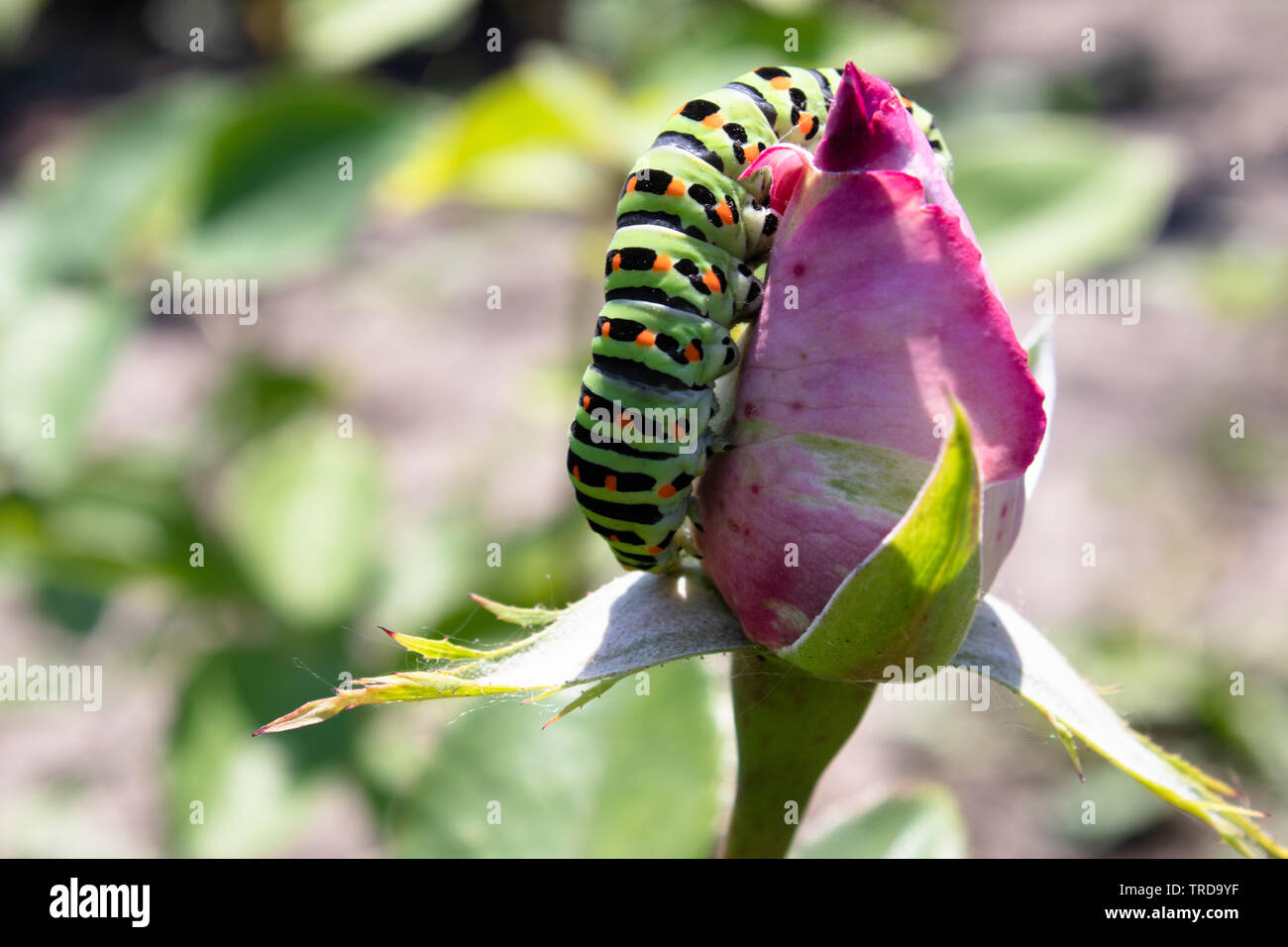 Rose butterfly caterpillar hi-res stock photography and images - Alamy