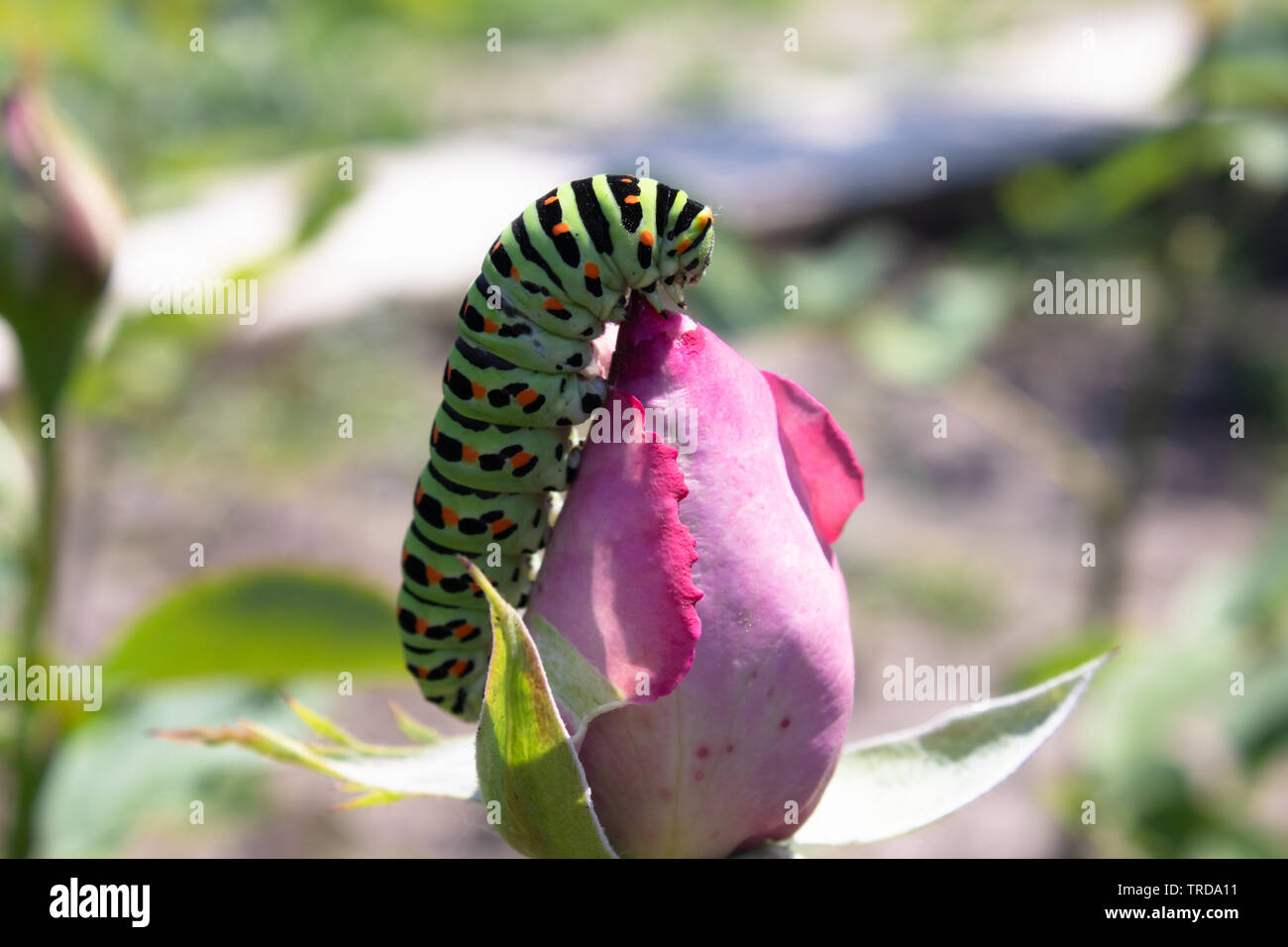 Rose butterfly caterpillar hi-res stock photography and images - Alamy