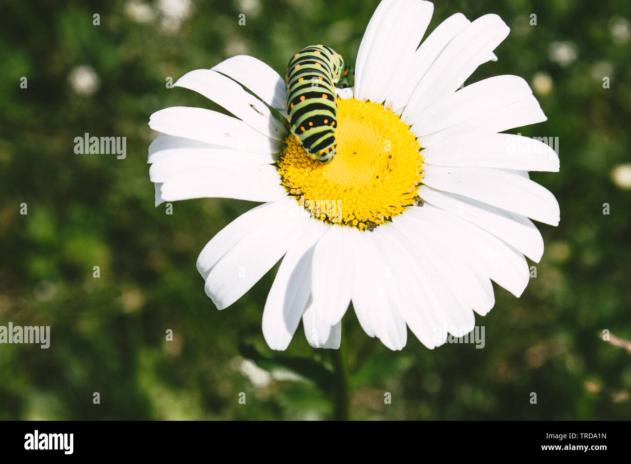 Daisy caterpillar hi-res stock photography and images - Alamy