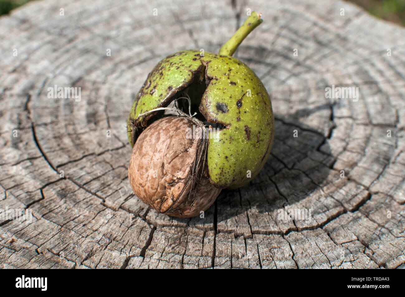 Walnut shell and its green husk closeup on cut wooden trunk background ...
