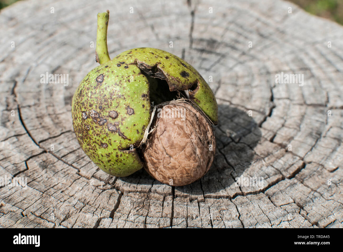 Walnut shell and its green husk closeup on cut wooden trunk background ...