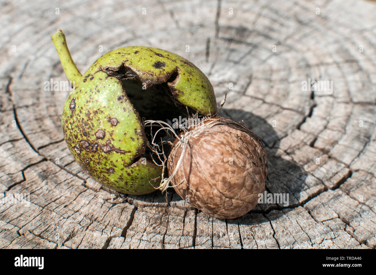 Walnut shell and its green husk closeup on cut wooden trunk background ...