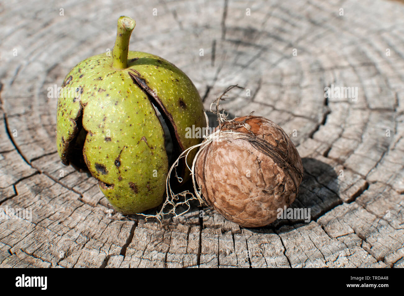 Walnut shell and its green husk closeup on cut wooden trunk background ...