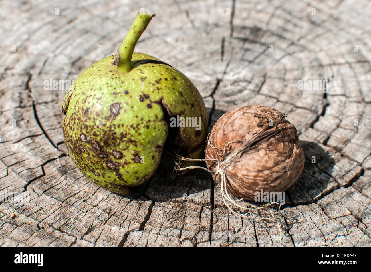 Walnut shell and its green husk closeup on cut wooden trunk background ...