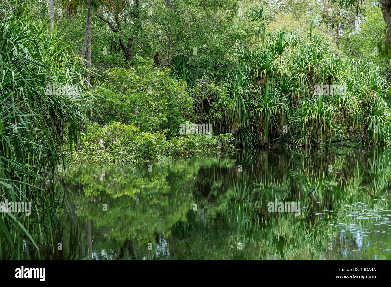 Beautiful water reflections of the typical vegetation of the Yellow ...