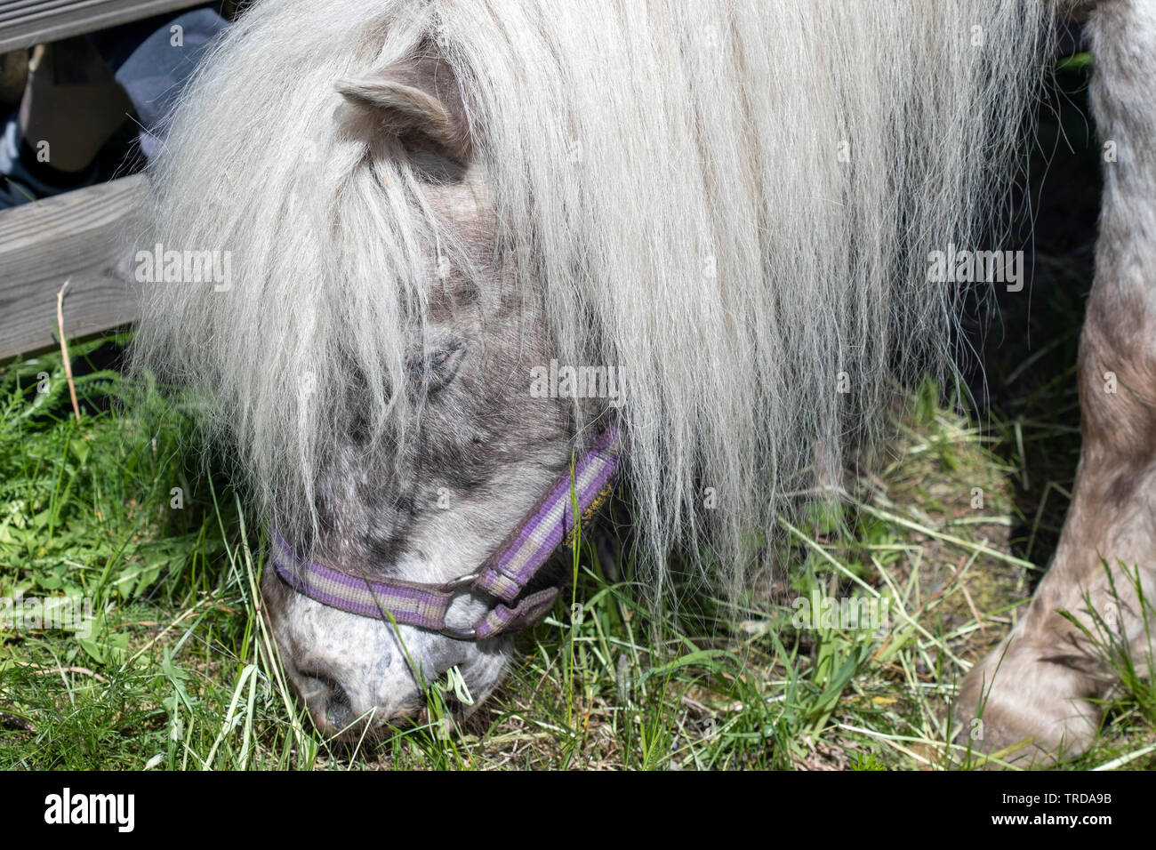 small pony eating grass Stock Photo - Alamy