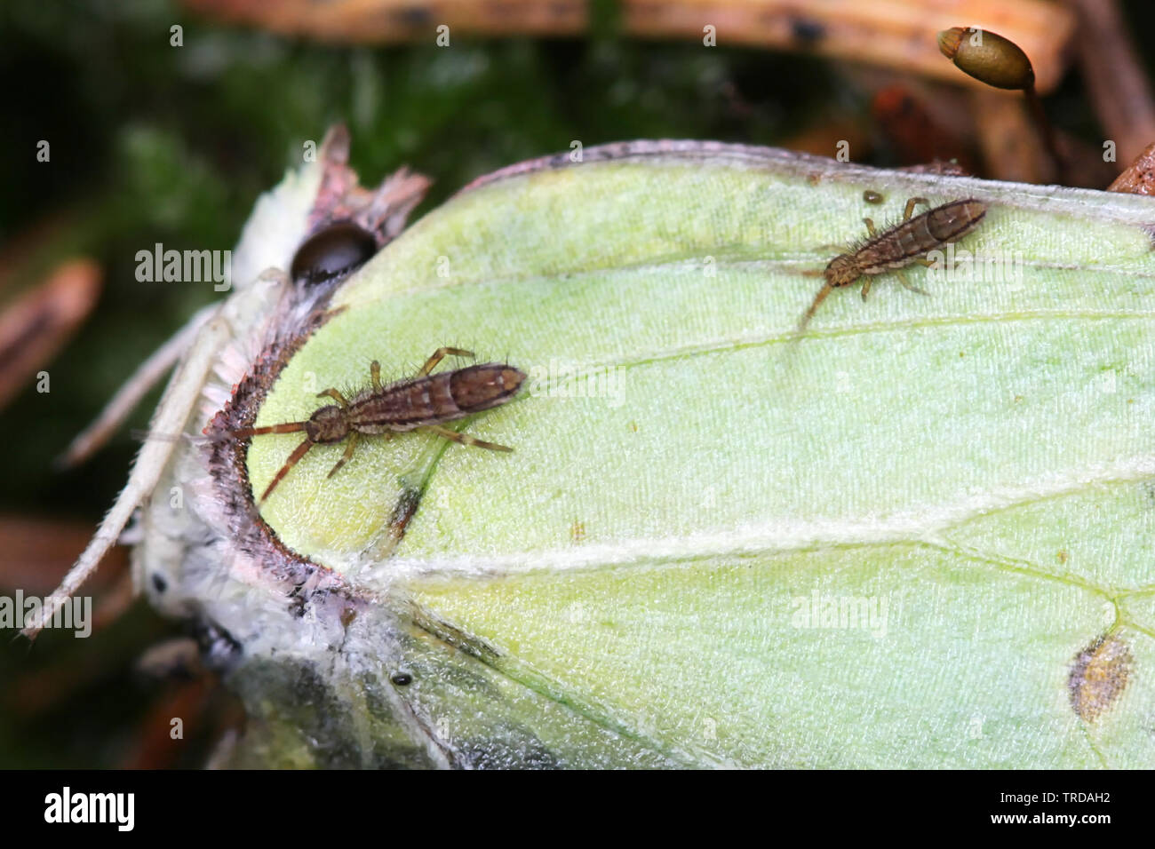 Springtails (Collembola) feeding on a dead brismtone butterfly Stock ...