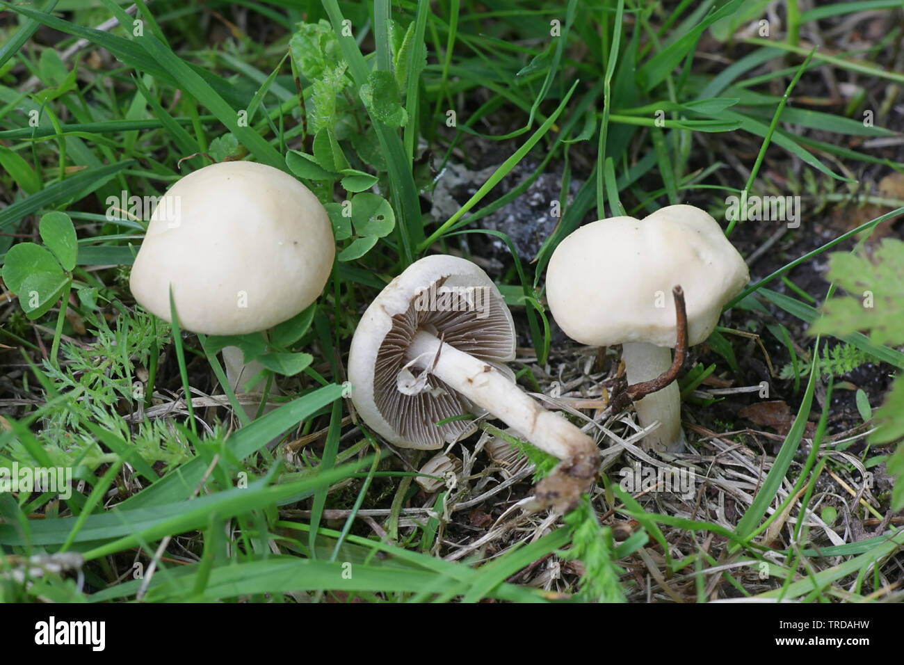 Agrocybe praecox, known as Spring Fieldcap mushroom Stock Photo - Alamy