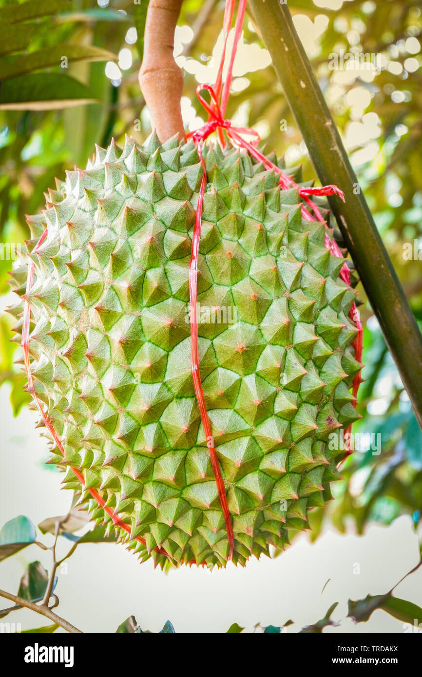 Fresh durian tropical fruit growing on durian tree plant in the orchard ...