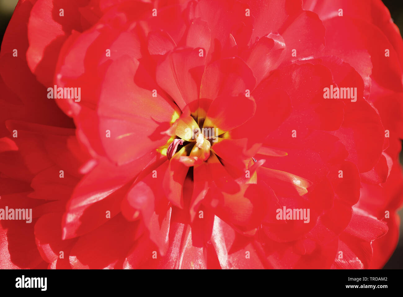 Red rose with pistil, Germany Stock Photo - Alamy