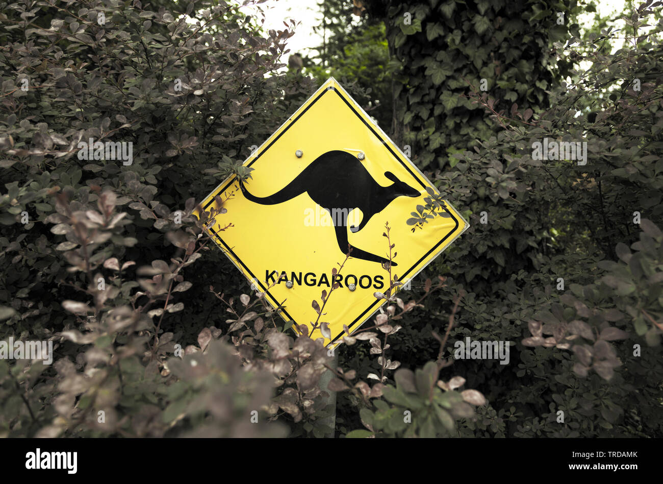 Kangaroo Traffic Sign High Resolution Stock Photography and Images - Alamy