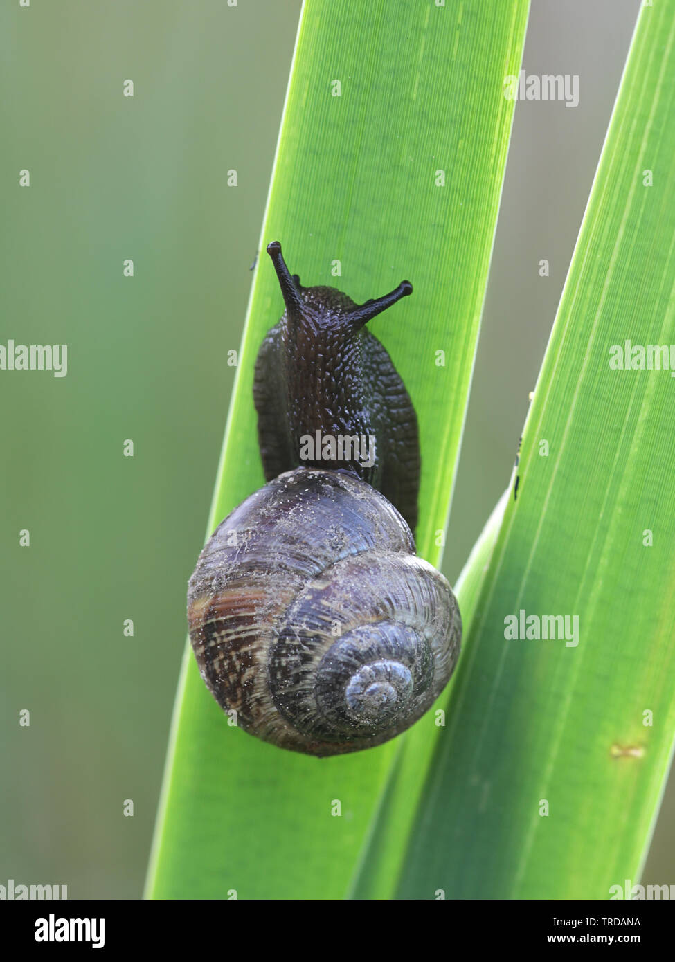 Arianta arbustorum, a land snail sometimes known as the copse snail ...