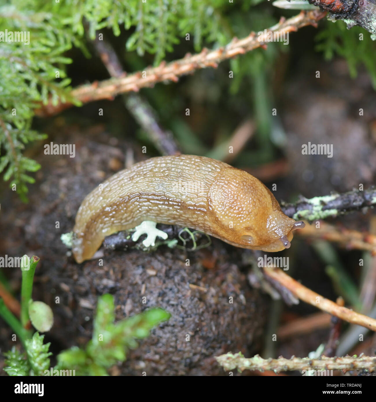 Arion fuscus hi-res stock photography and images - Alamy