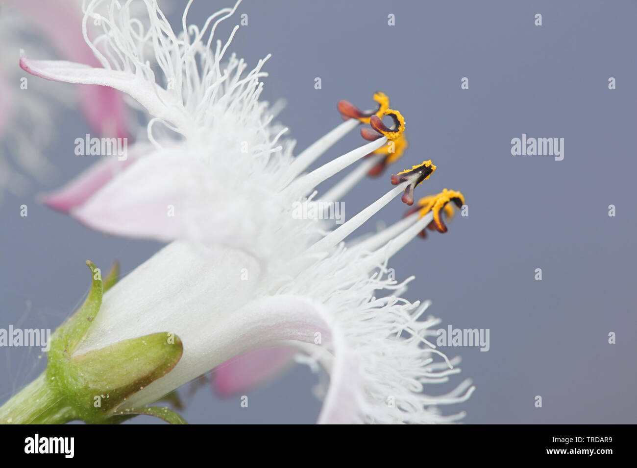 Menyanthes trifoliata, known as bogbean, Buckbean, Bog Bean, Buck Bean ...