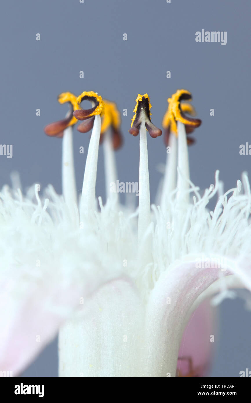 Menyanthes trifoliata, known as bogbean, Buckbean, Bog Bean, Buck Bean ...