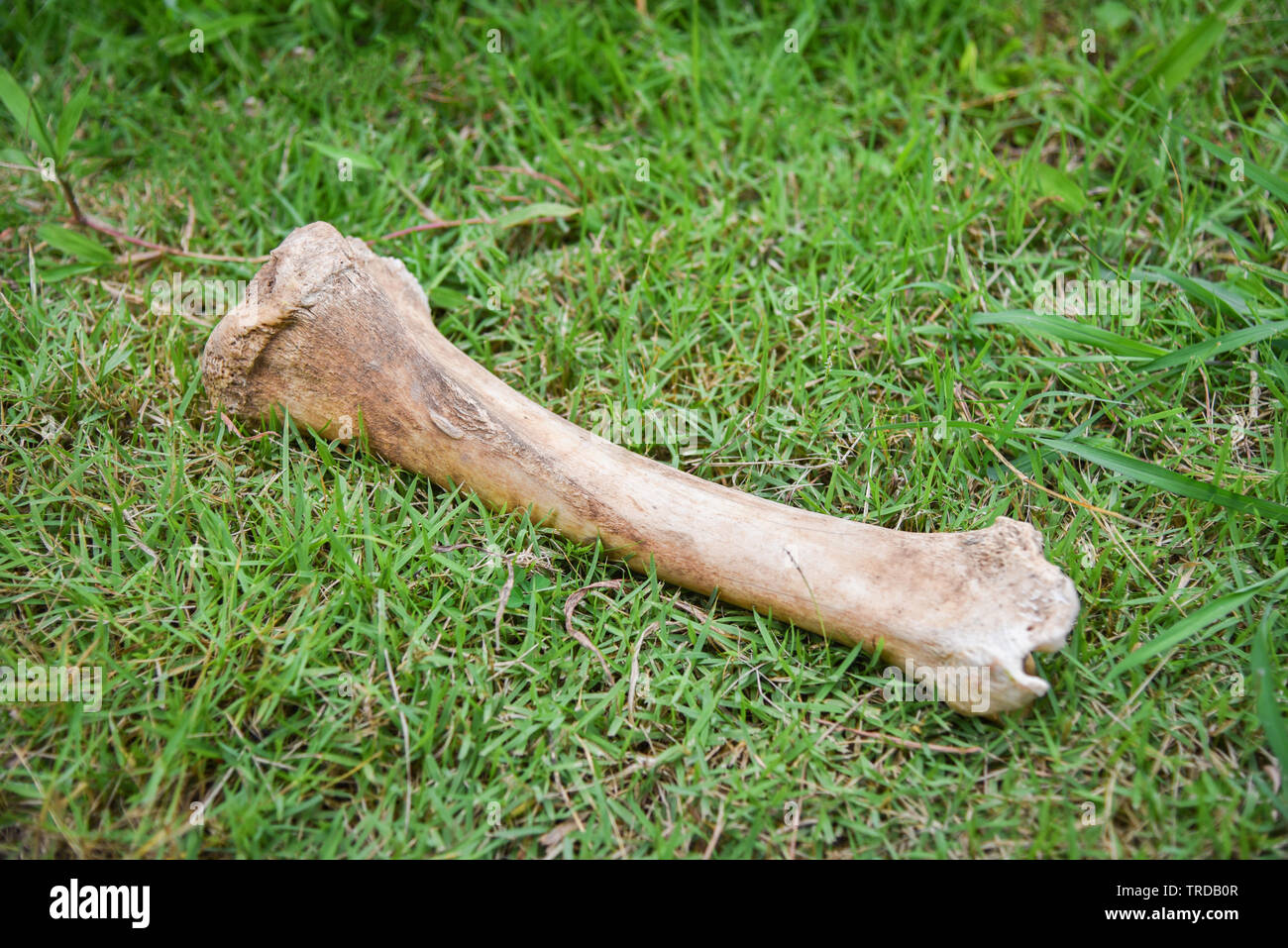 Human skeleton on desert hi-res stock photography and images - Alamy
