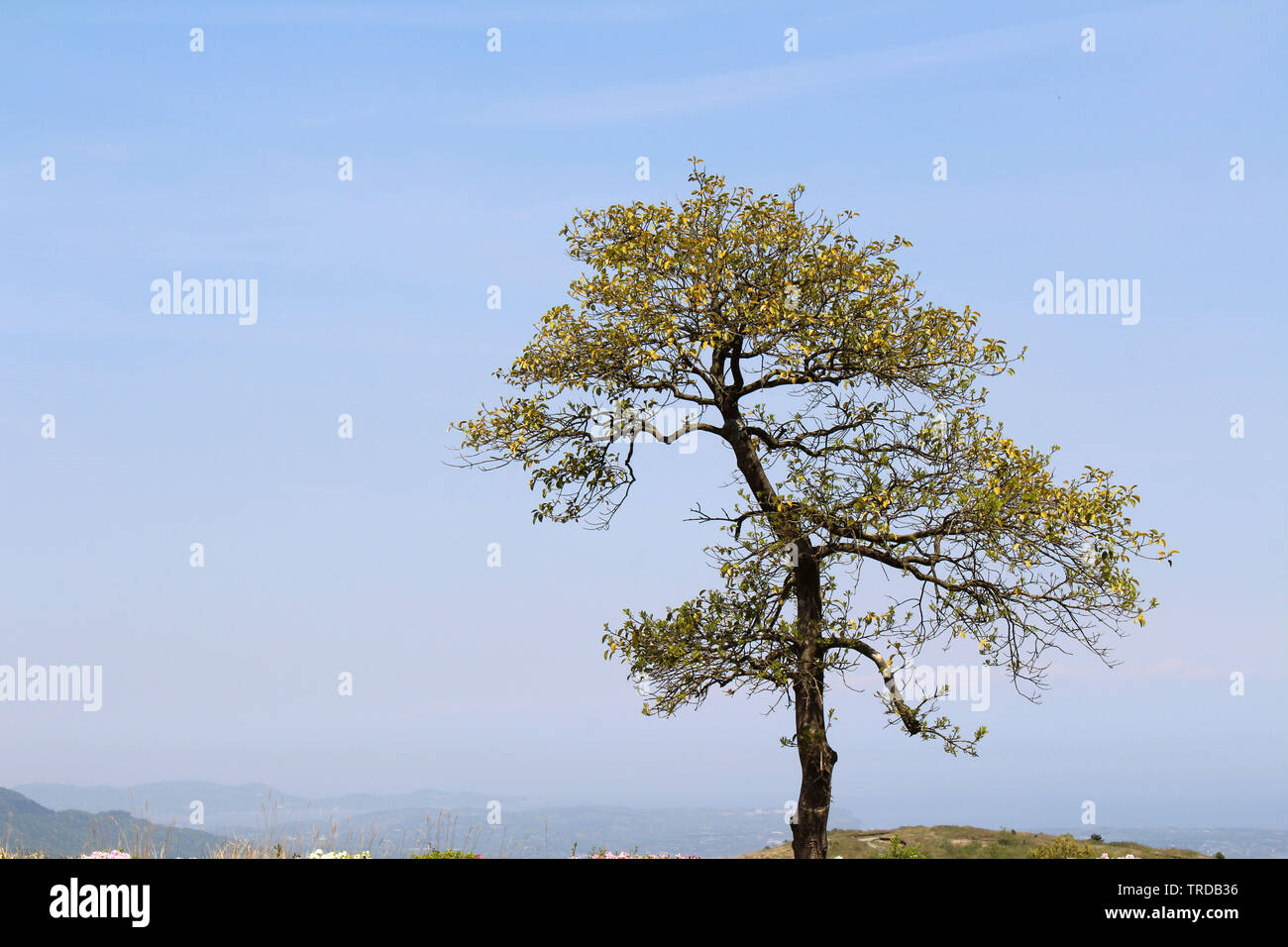 The tree and leaves during spring season in Japan, location up in the ...