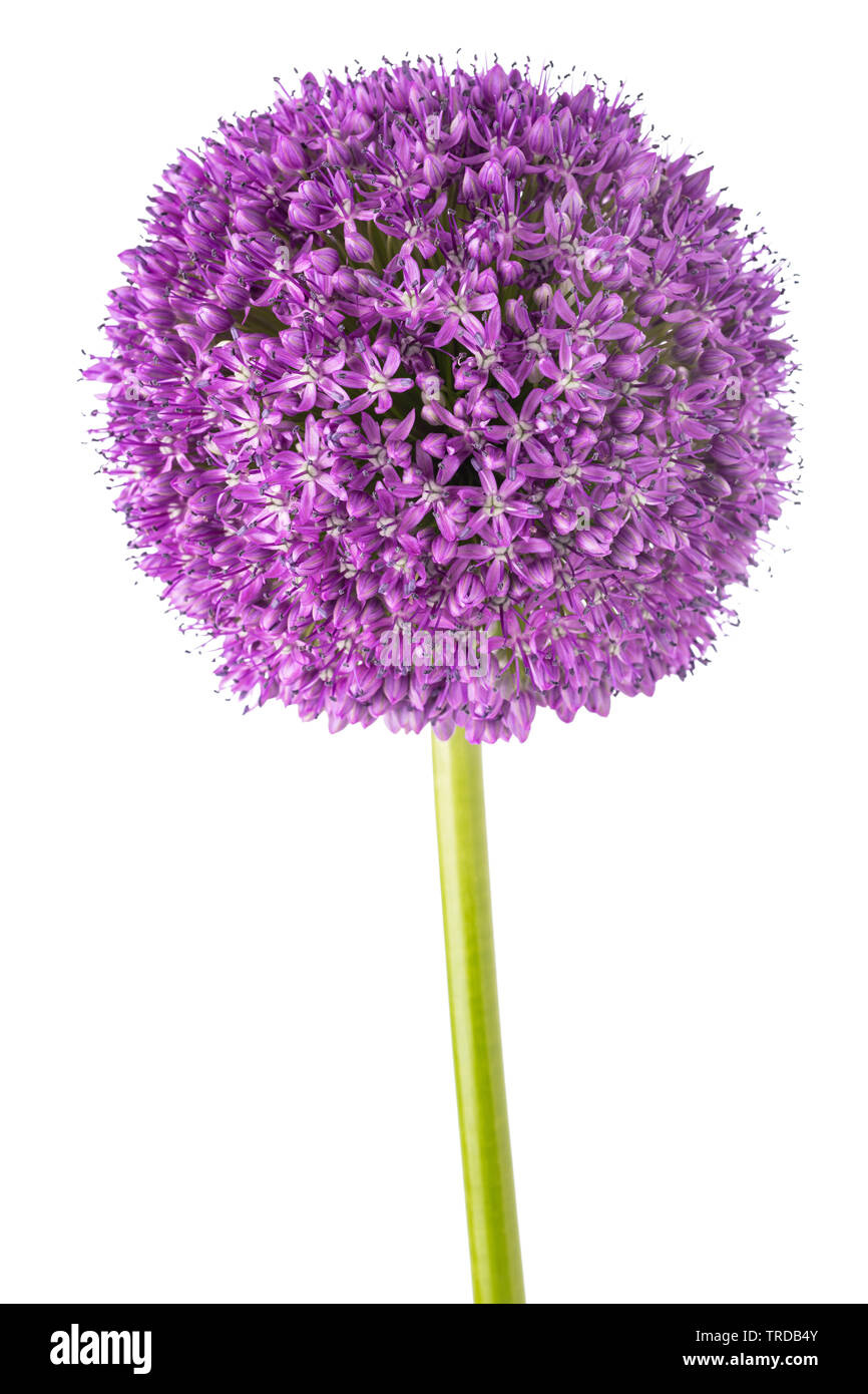 Giant onion flower isolated on white background Stock Photo - Alamy