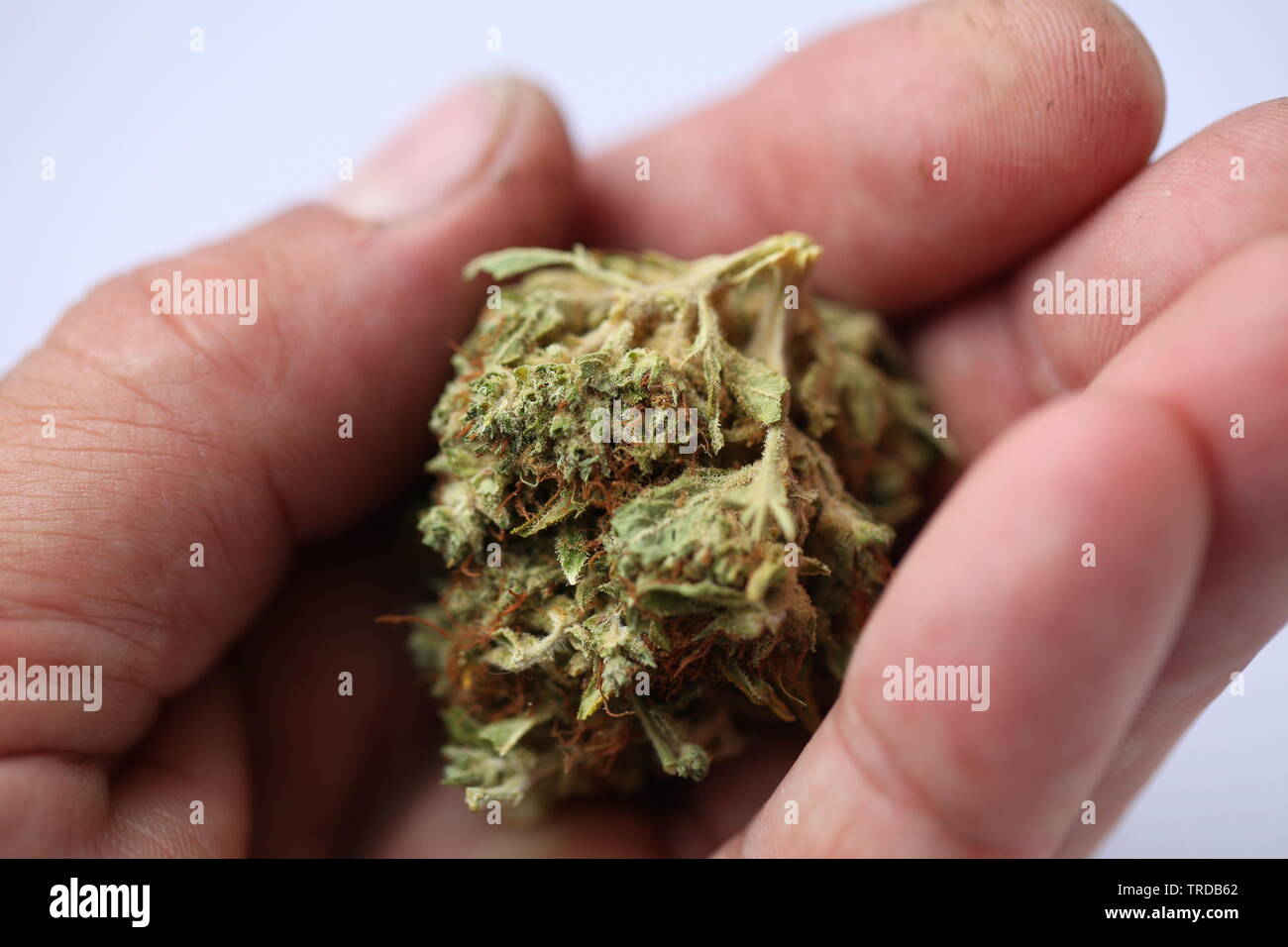 dry medical cannabis marijuana hand Stock Photo - Alamy