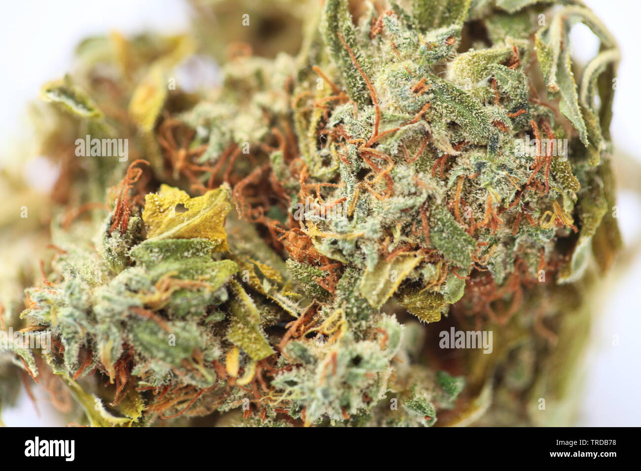 dry medical cannabis marijuana hand Stock Photo - Alamy