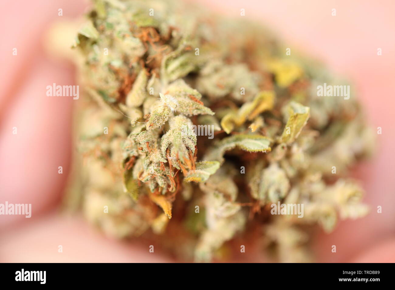 dry medical cannabis marijuana hand Stock Photo - Alamy
