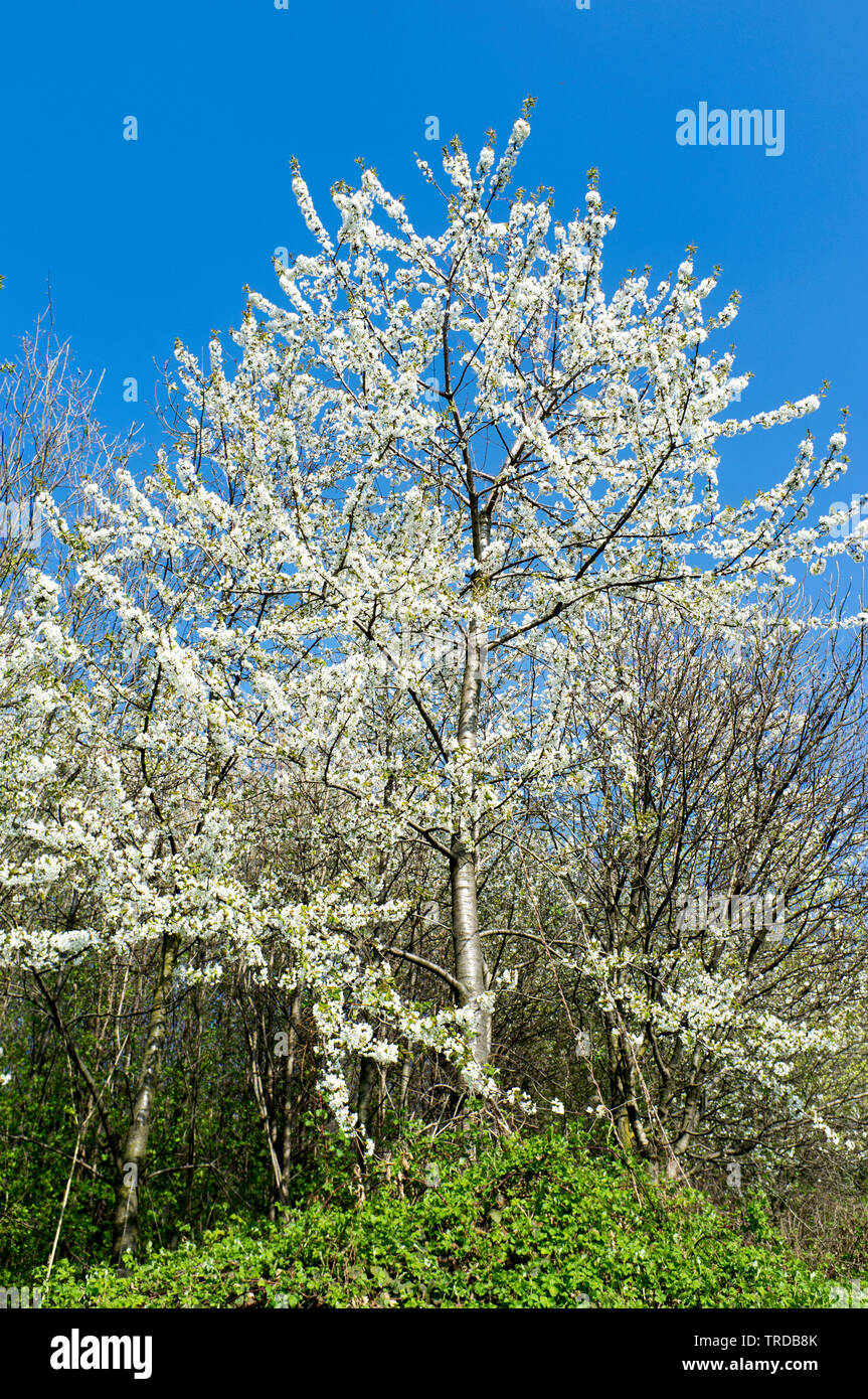 cherry tree in bloom Stock Photo - Alamy