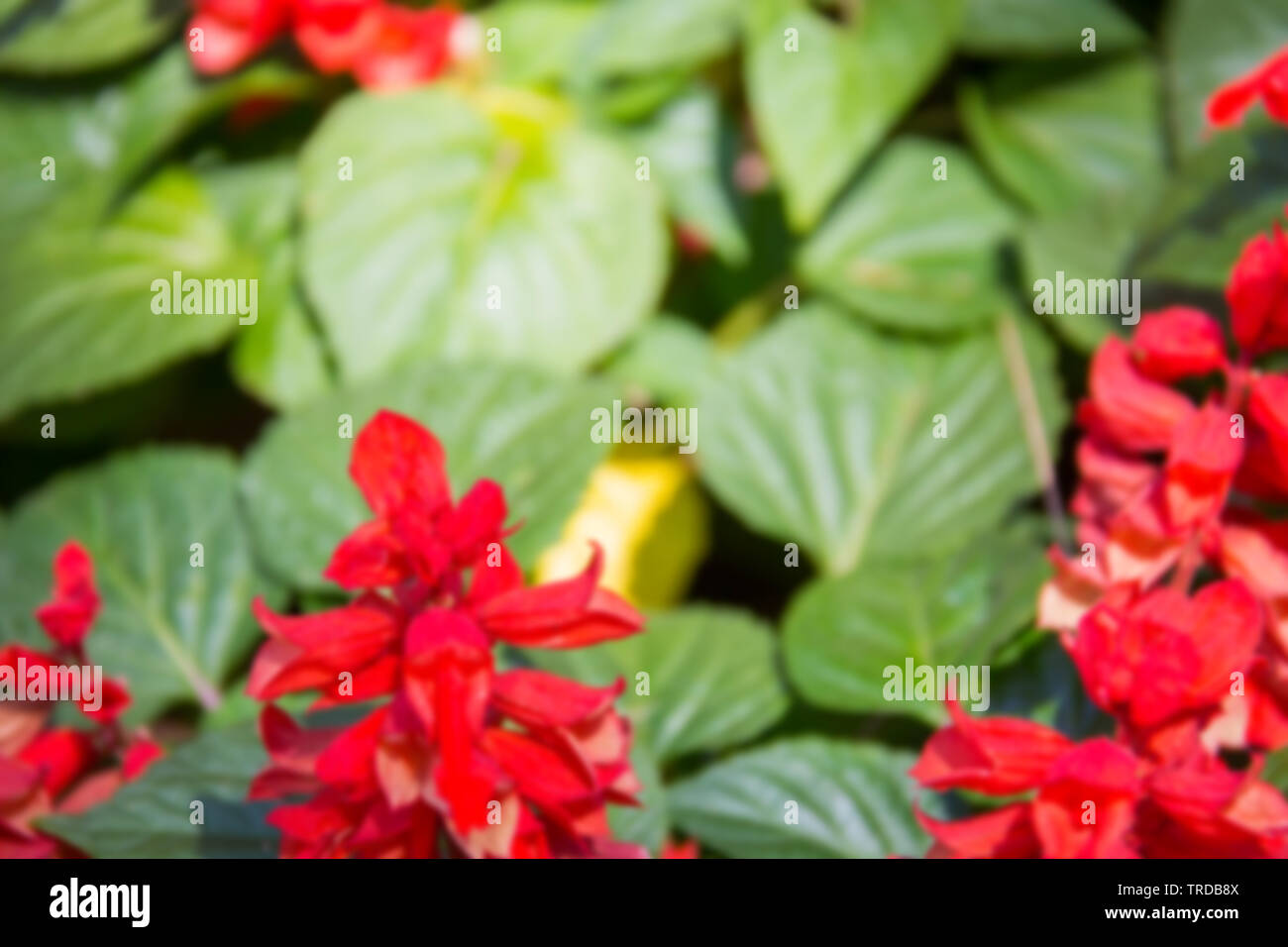 Blurred image cosmos flower hi-res stock photography and images - Alamy
