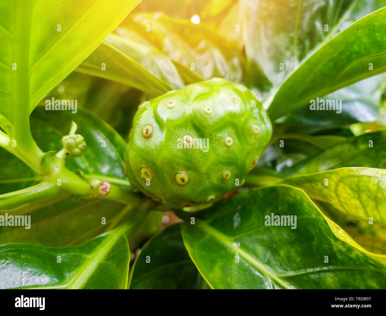 Noni fruit herbal medicines / fresh noni on tree - Other names Great ...
